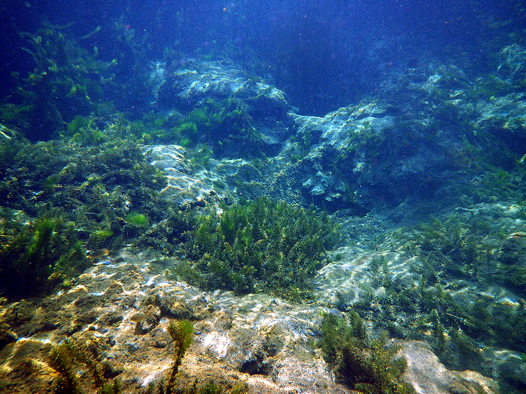 Wacissa River Springs | Wacissa Florida Recreation